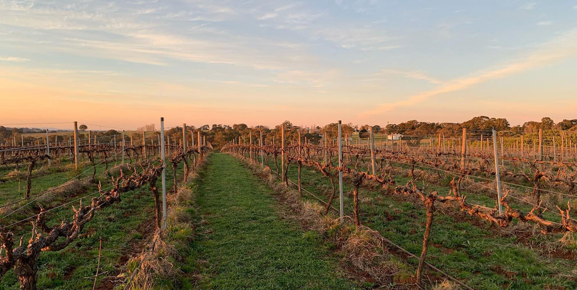 Oculus Wines | About Us